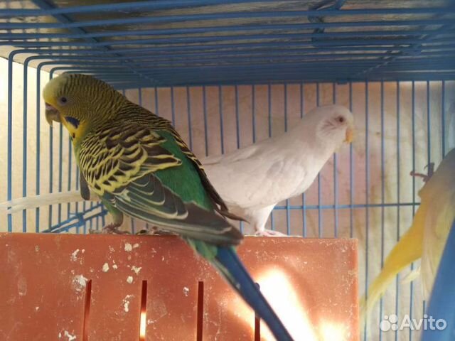 Волнистые попугаи чехи