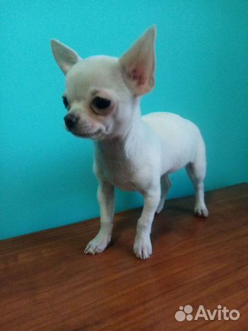 Чихуахуа мини блондинка
