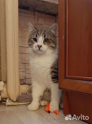 Котенок-великан Бо