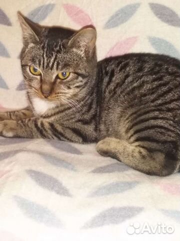 Маленький тигренок Барсик 6 мес в дар