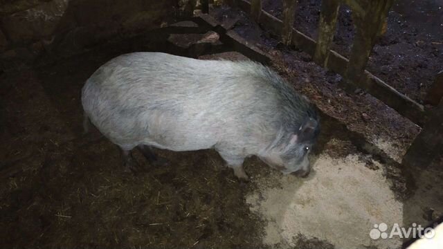 Вьетнамский вислобрюхий хряк