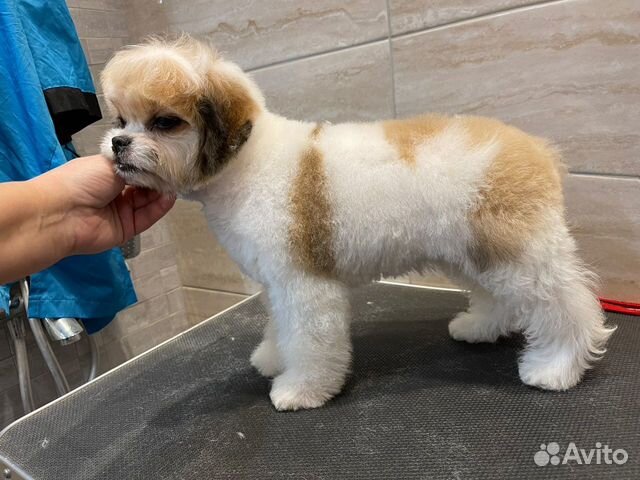 Хибиду бишон panda