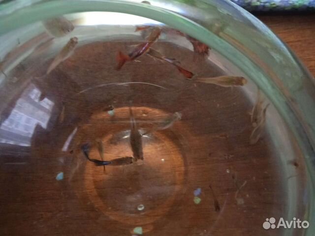 Гуппи отдам бесплатно