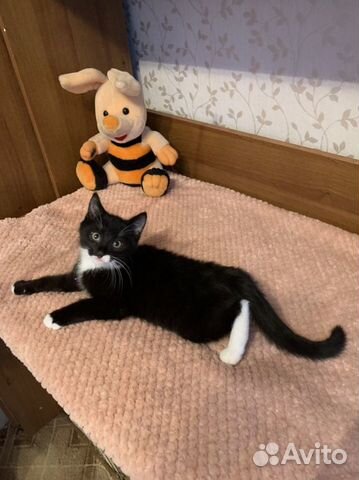 Котёнок Гарик в добрые руки