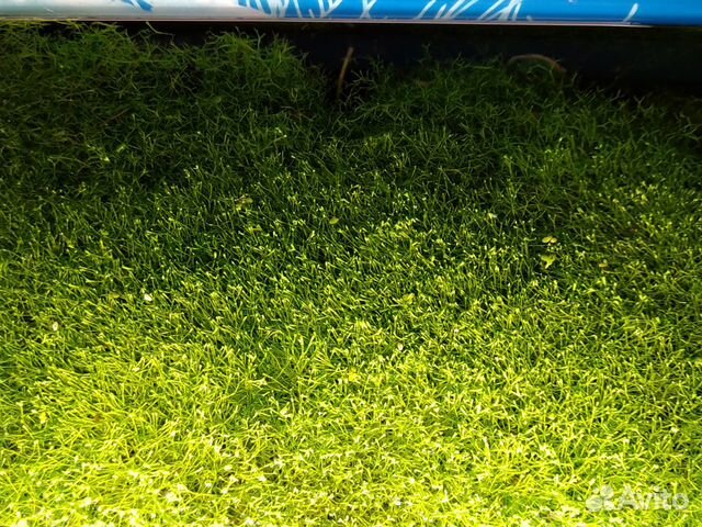 Продаю излишки мха риччия