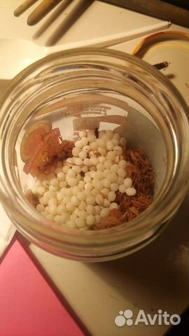 Кладка улиток ахатин