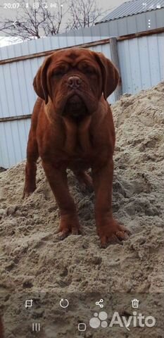 Щенки бордоского дога