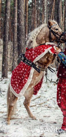 Жеребец аппалуза
