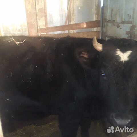 Бык на мясо