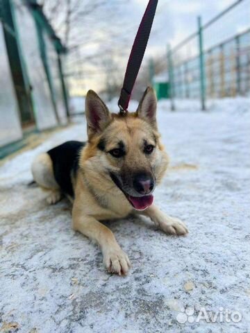 Грустный небольшой пёсик хочет домой