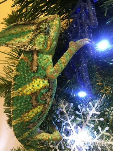 Взрослый Йеменский хамелеон