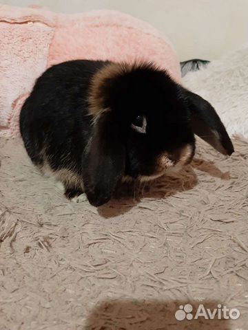 Декоративный вислоухий кролик