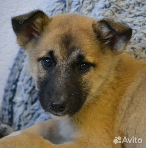 Чистокровная дворянка в добрые руки