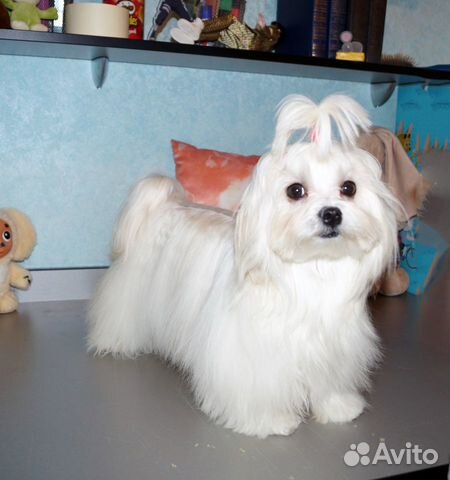 Очаровательная девочка - мальтезе