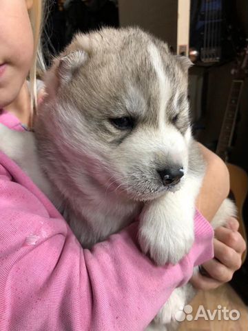 Продам щенков хаски