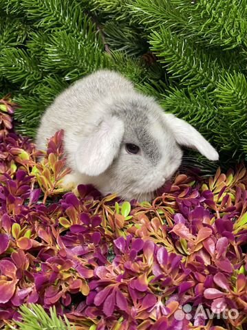 Кролик минилопбелоухий(редкий окрас)