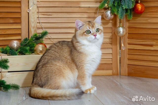 Британский котик шелл шиншилла