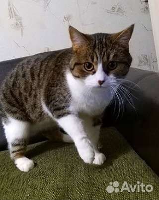 Кот в добрые руки