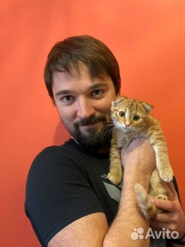 Котенок вислоухий в добрые руки (приучен к лотку)