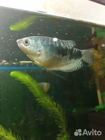 Гурами мраморный
