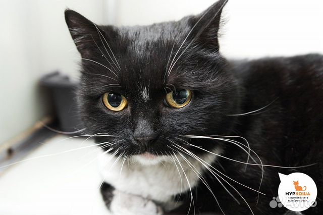 Давайте знакомиться, меня зовут Чечетка