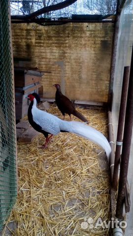 Фазаны декоративные