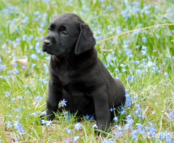 Щенки лабрадора черные