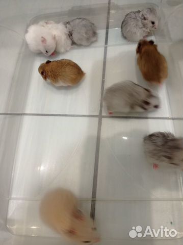 Сирийский хомяк