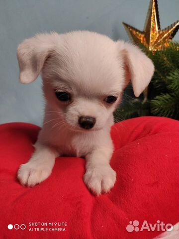 Белый мальчик