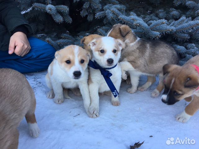 Собака, осень красивые щенки, 2 мес, 11 штук