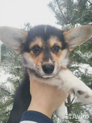 Коржики-пемброки