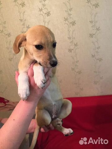Щенки, которые вырастут в небольших собачек