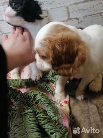 Кавалер кинг чарльз спаниель девочка