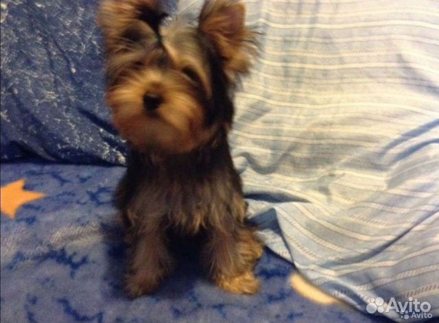 Очаровательный мини мальчик