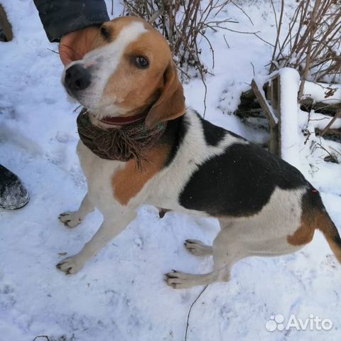 Русская пегая гончая