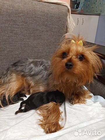 Щенки Йоркширского терьера