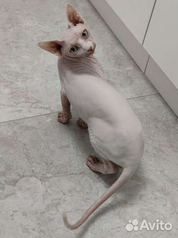 Канадский сфинкс