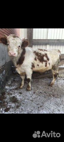 Бычки и быки