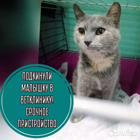 Котёнок девочка, подкинули в ветклинику