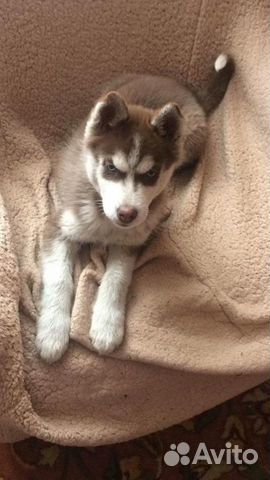 Отдам в добрые руки хаски,возраст 3 месяца