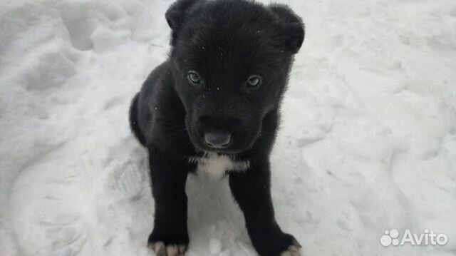 Подарю преданного друга (щенки в надежные руки)