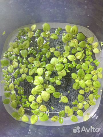 Лимнобиум, ряска