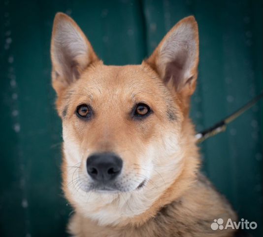 Собаки бесплатно в добрые руки