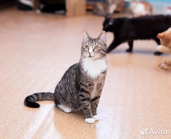 Кошечка Марго ищет дом