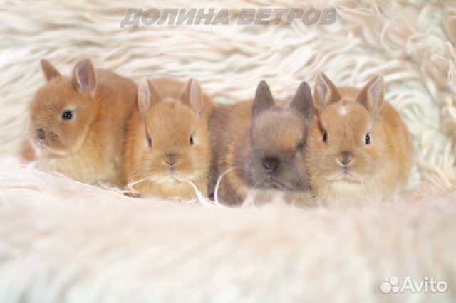 Малыши миноры разных окрасов