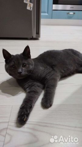 Нашли кота