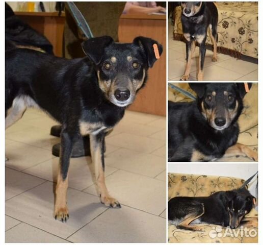 Собака мальчик, Дружок ищет дом