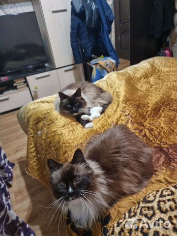 Кошки в добрые руки бесплатно