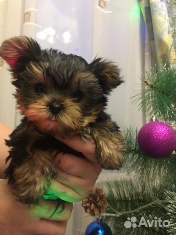 Кукольный щенок йоркширский терьер девочка