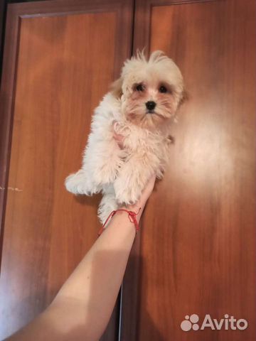 Мальтипу Ф1 супер мини Девочка крем Карамель